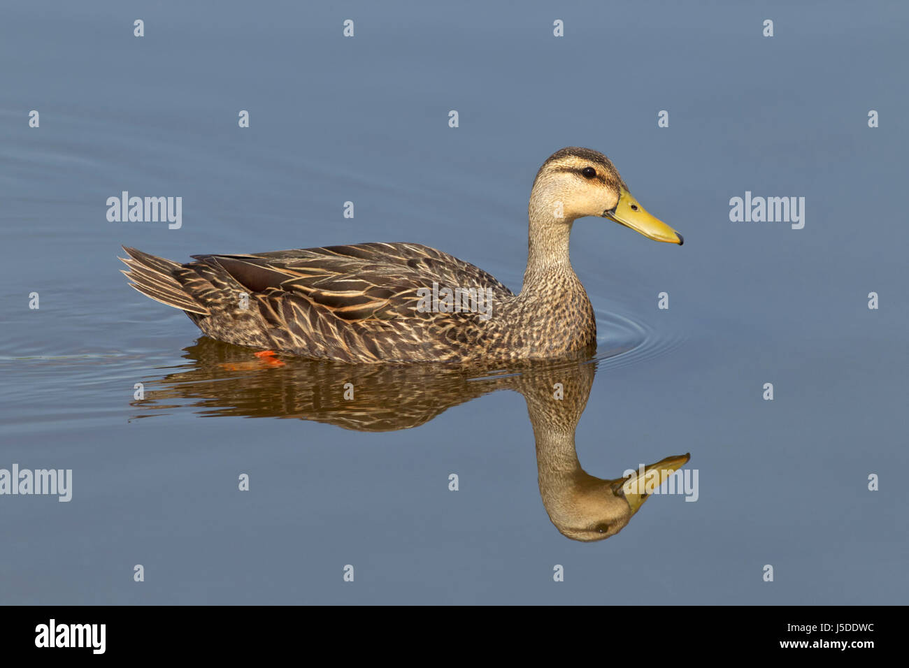 Mottled Duck - Anas fulvigula Stock Photo - Alamy
