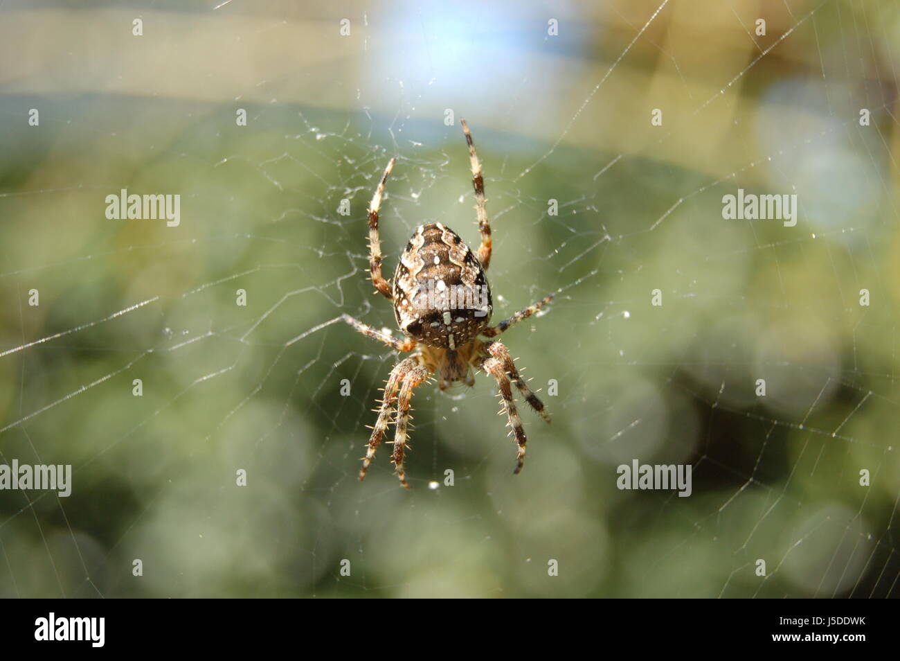 Achtfssler hi-res stock photography and images - Alamy