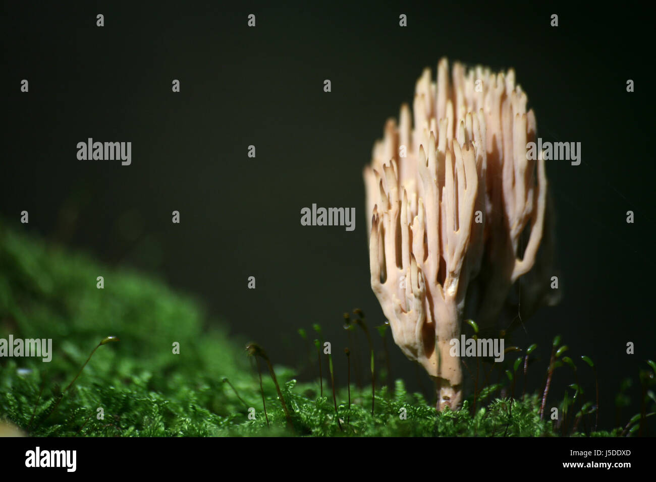 green beige moss toadstool inedible paleness ramified palely forest ...
