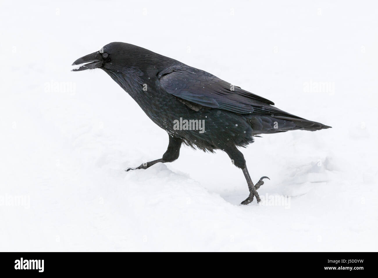 Raven - Corvus corax Stock Photo - Alamy