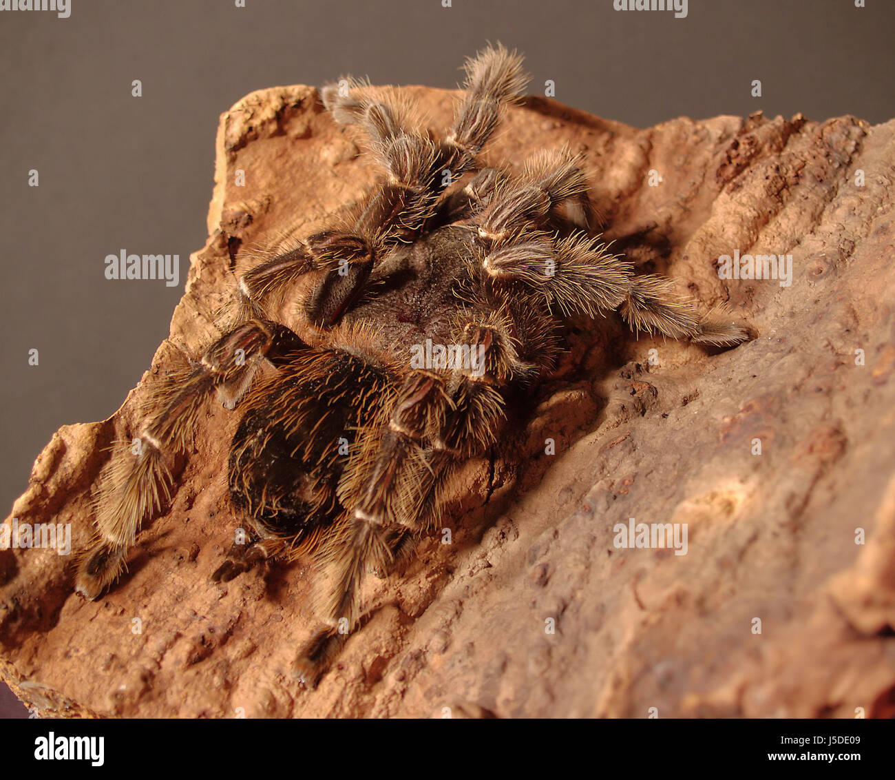 flora spider terrarium brazil south america animal world cobweb ...