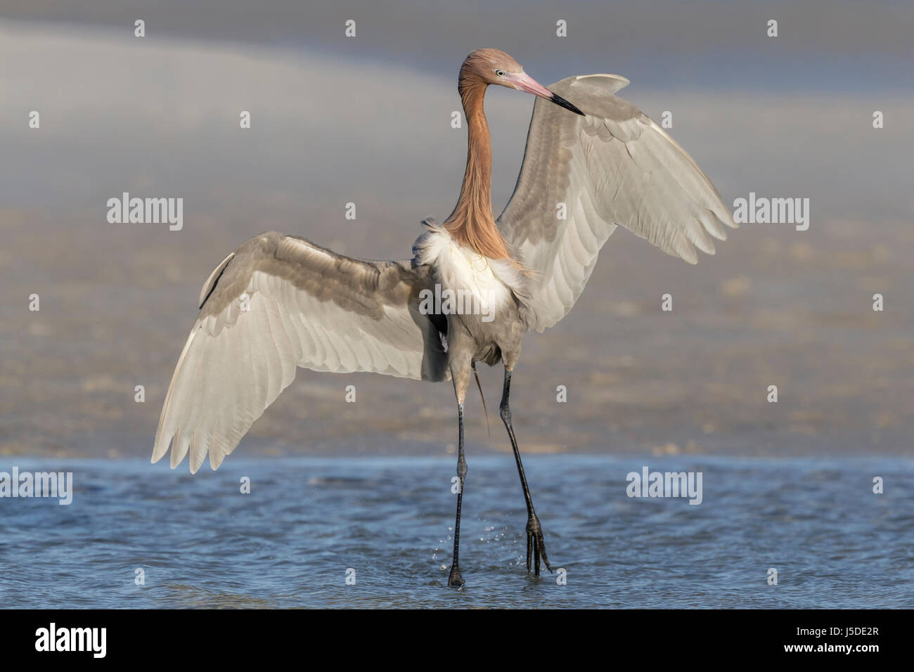 Reddish Egret - Egretta rufescens Stock Photo - Alamy