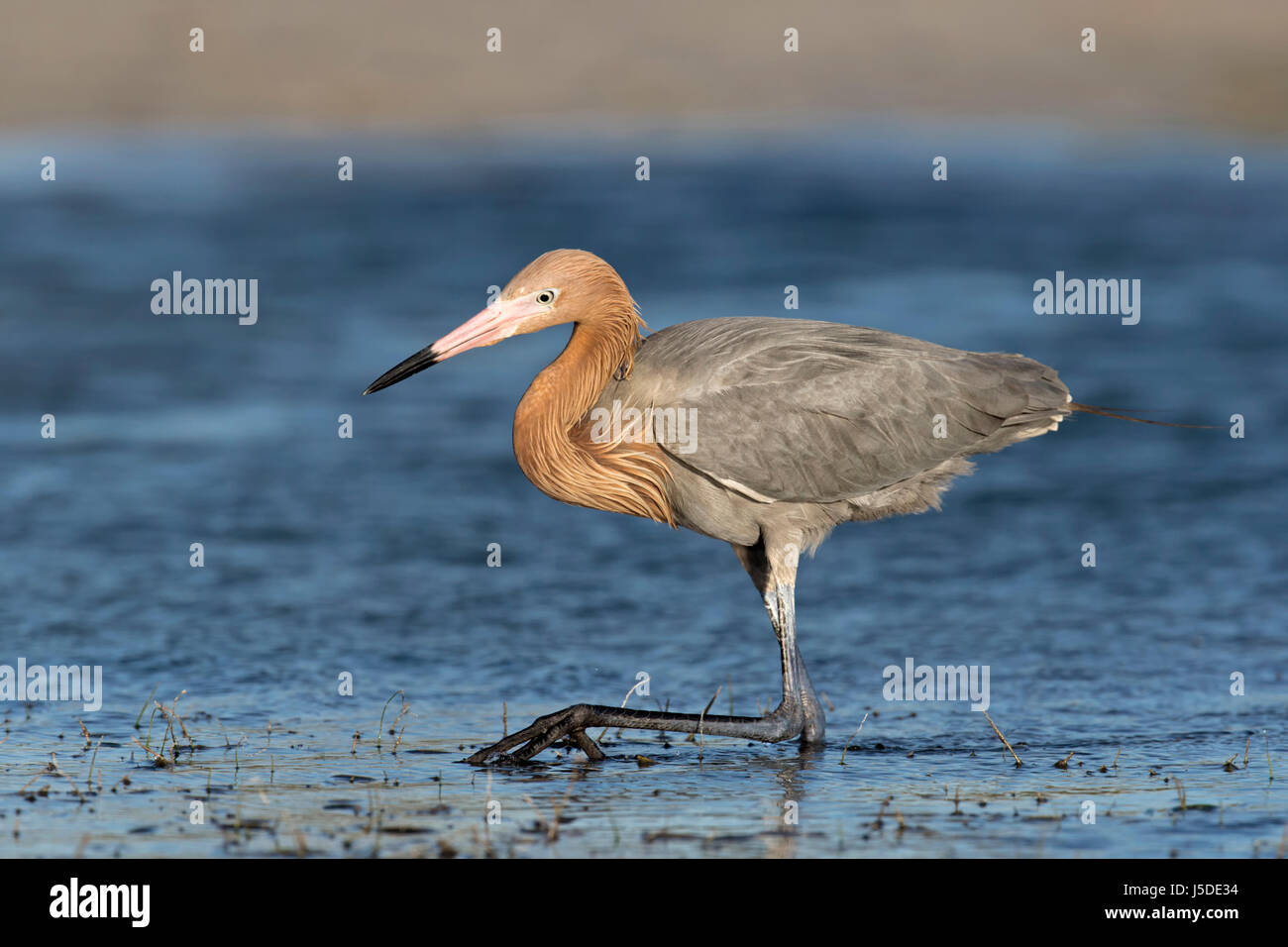 Reddish Egret - Egretta rufescens Stock Photo - Alamy