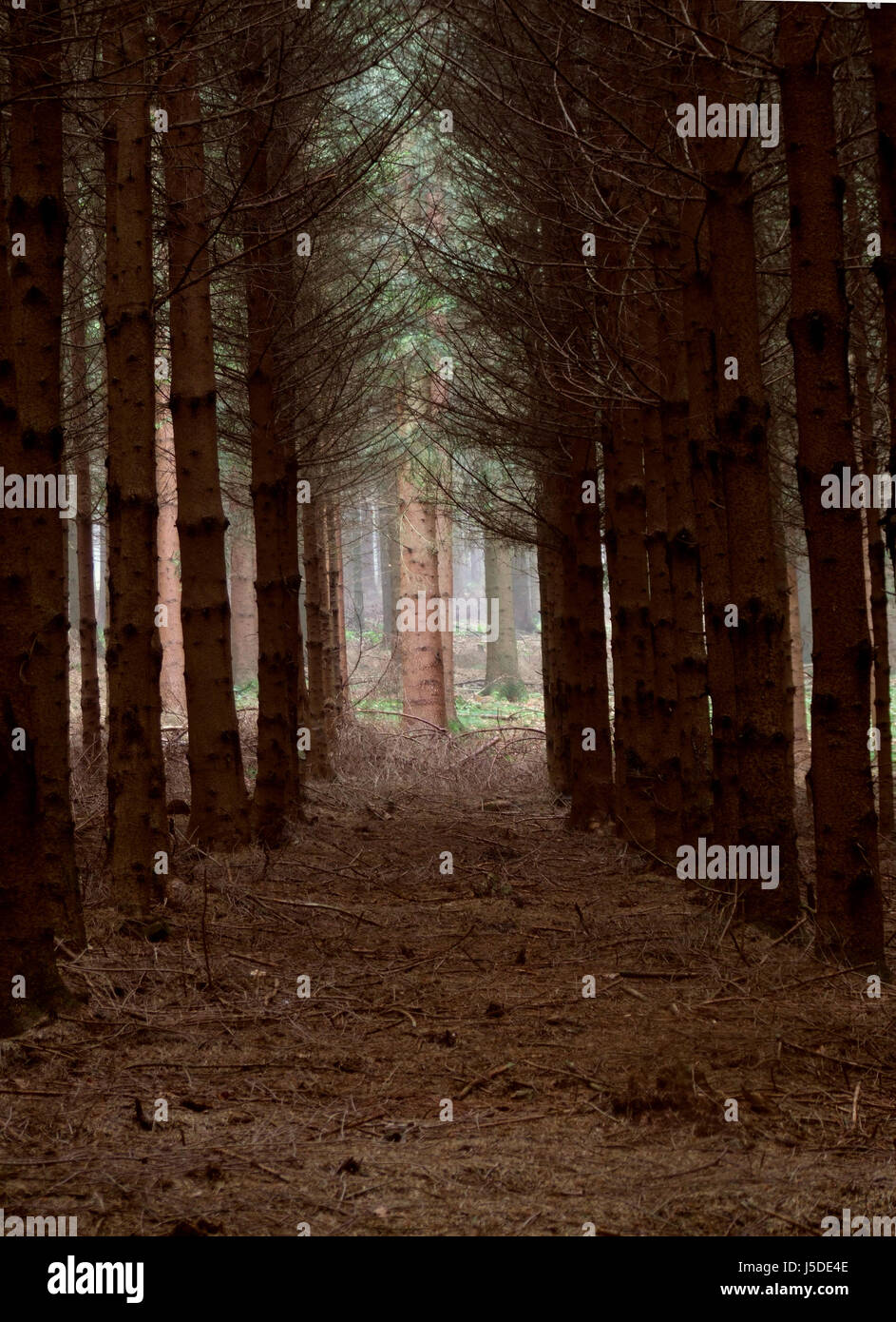 in the deep,dark fir forest Stock Photo - Alamy