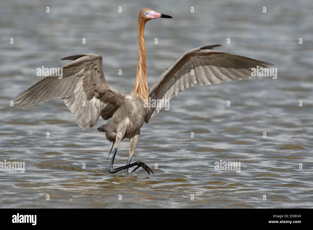 Reddish Egret - Egretta rufescens Stock Photo - Alamy