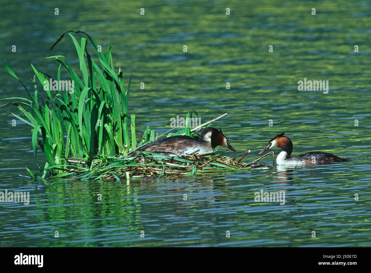 grebes nest building Stock Photo - Alamy
