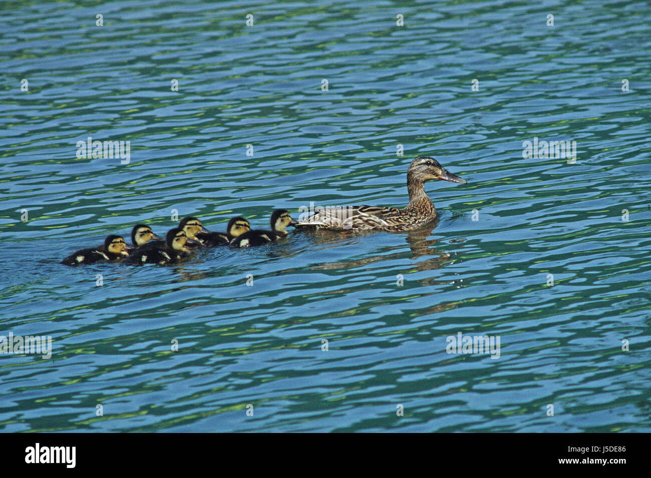 mallard with boys,anas platyrhynchos,animal children 02 Stock Photo - Alamy