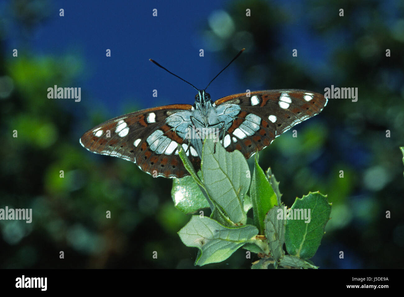 limenitis reducta,southern white admiral Stock Photo - Alamy