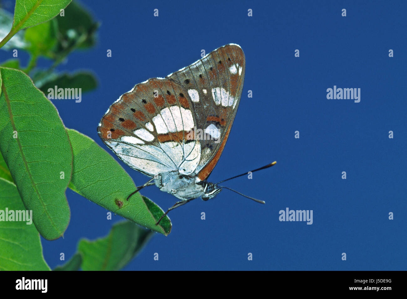 limenitis reducta,southern white admiral Stock Photo - Alamy