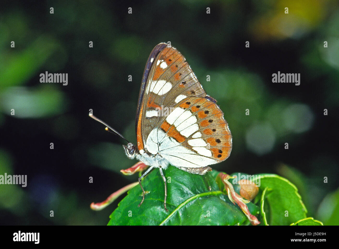limenitis reducta,southern white admiral Stock Photo - Alamy