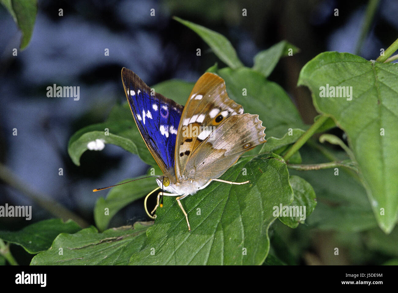 apatura ilia,little purple emperor,male Stock Photo - Alamy