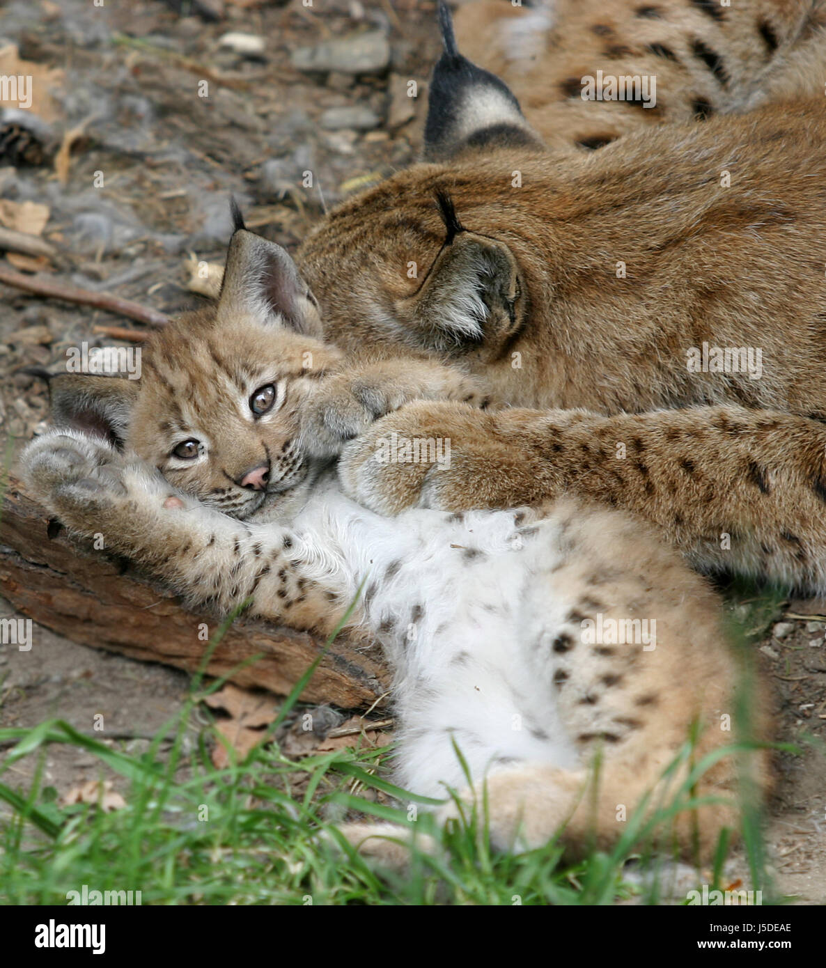 Luchsbaby hi-res stock photography and images - Alamy