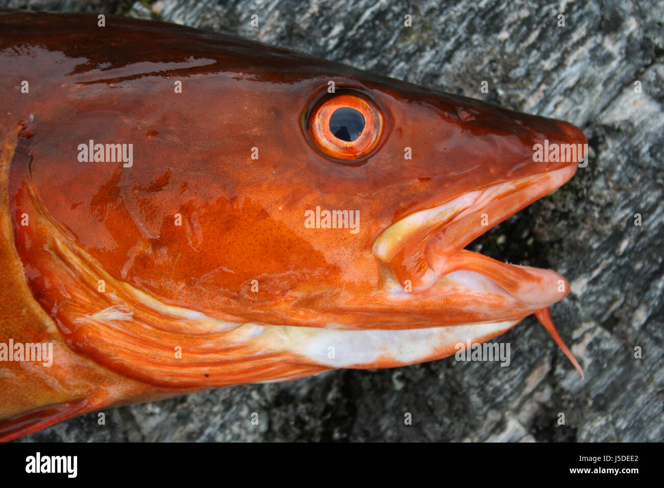 Dorsch hi-res stock photography and images - Alamy