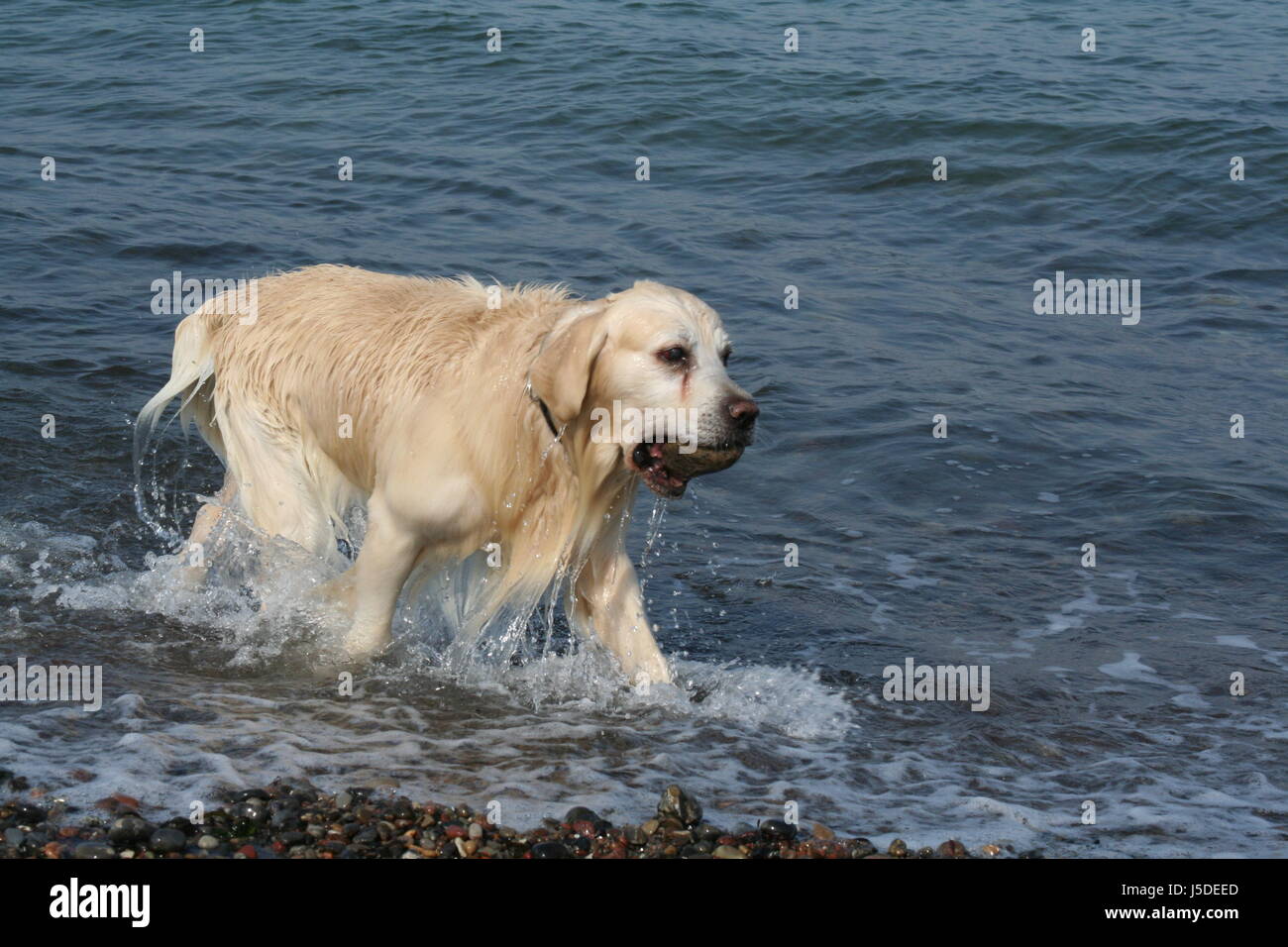 beach seaside the beach seashore waves water baltic sea salt water sea ...