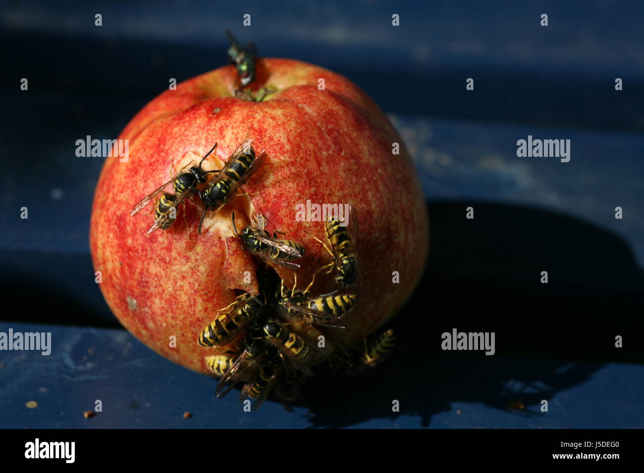 insects fruit apples apple lazy wasps rotten windfall holed red ...