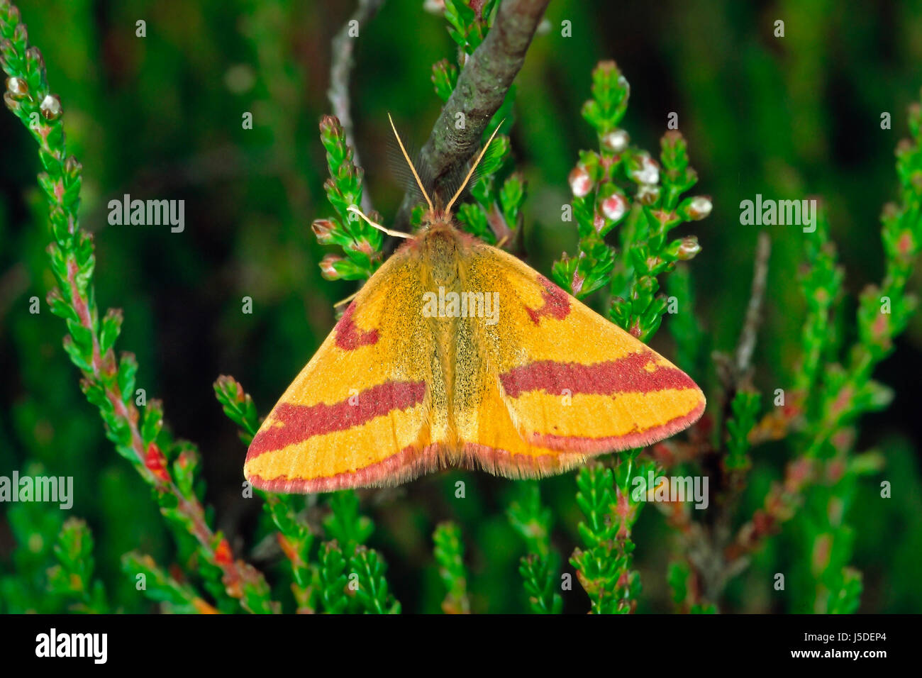 Lythria purpurata hi-res stock photography and images - Alamy