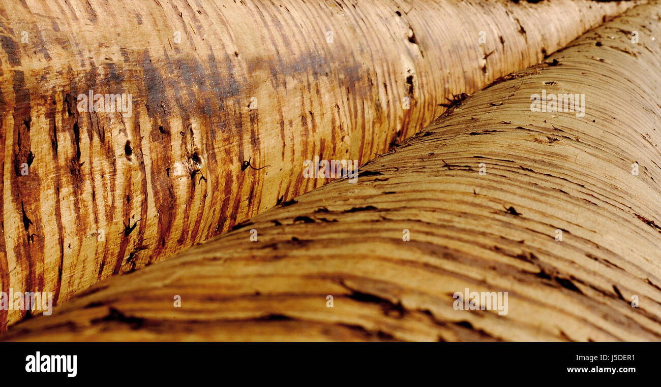 tree trees wood tribes stack pared design shaping formation shape model ... tree trees wood tribes stack pared design shaping formation shape model ...