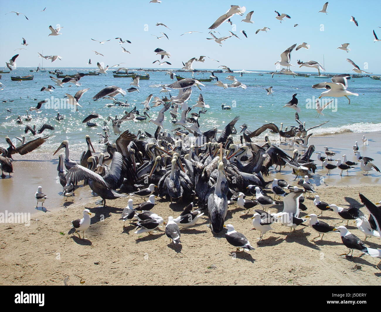 hunger fish beach seaside the beach seashore chile pelican despair food ...