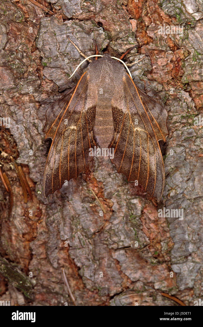 wood butterfly trunk camouflage bark butterflies masked adaptation ...