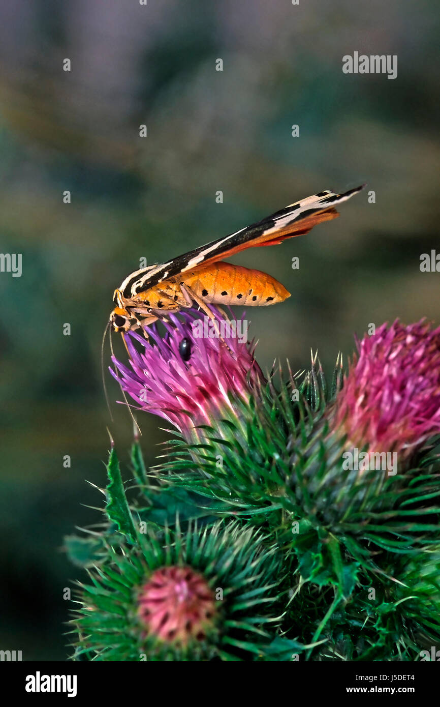 butterfly thistle butterflies euplagia quadripunctaria panaxia ...