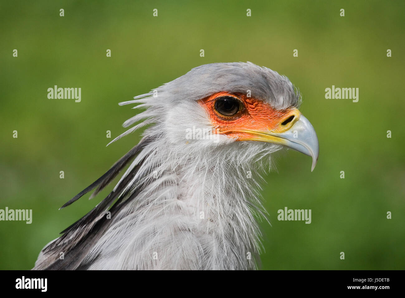 secretary bird green eye organ birds beak orange beaks feather grey ...