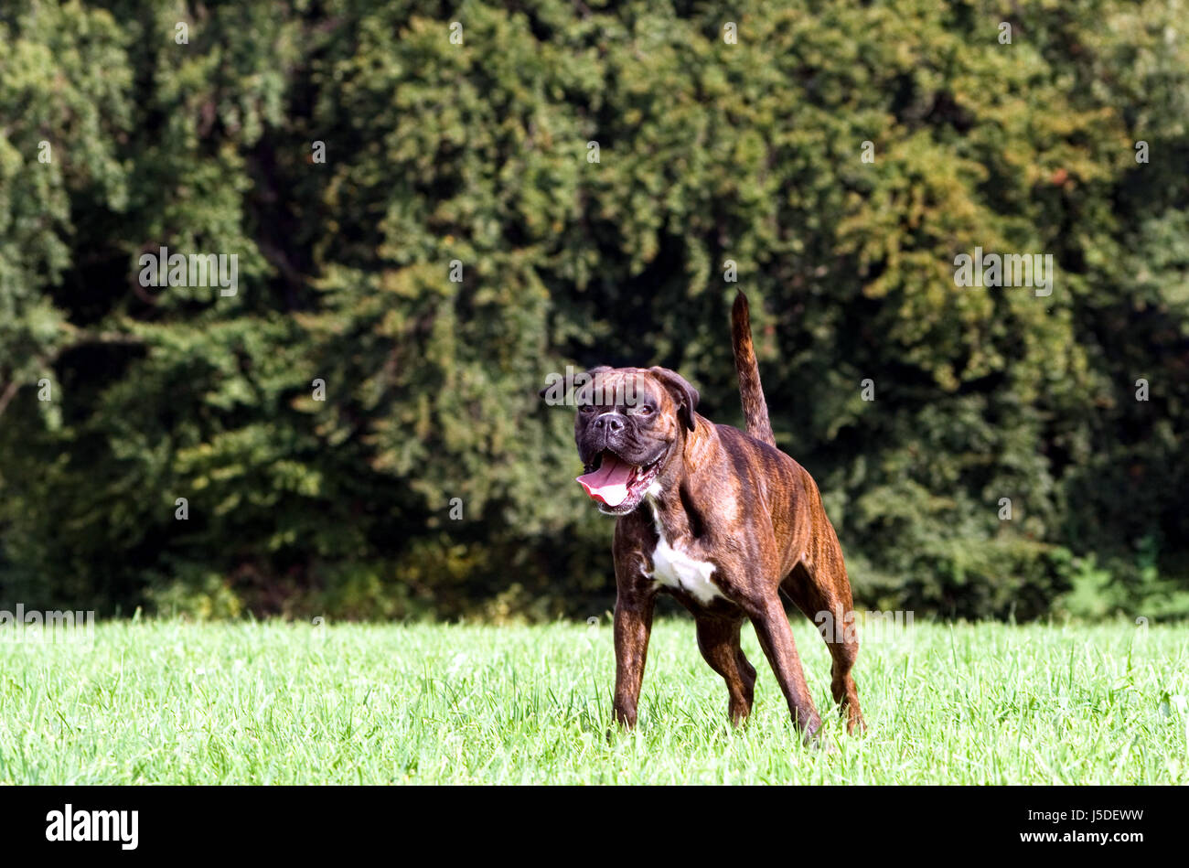 boxer over against forest Stock Photo - Alamy