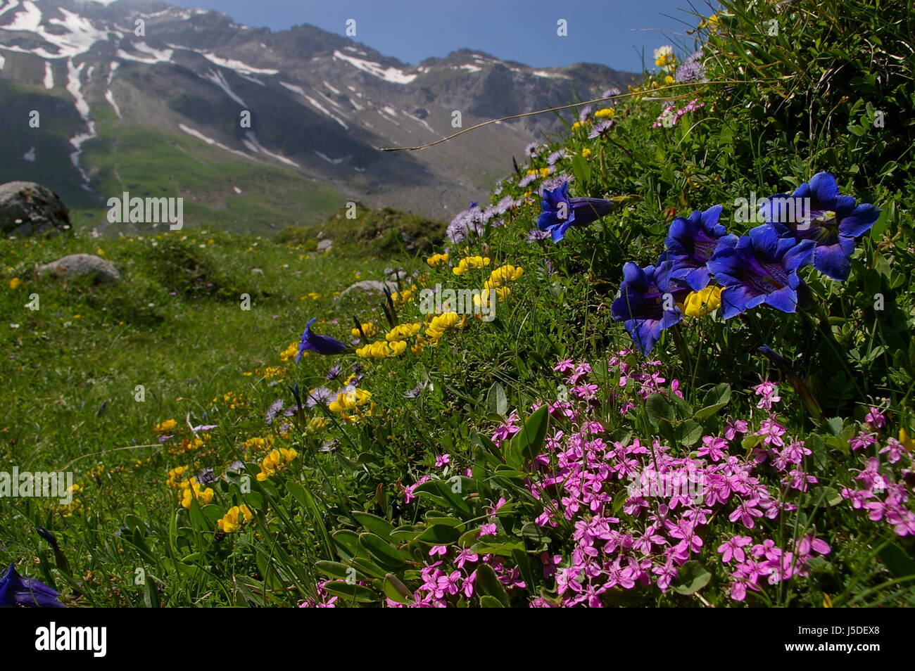 blue alps flower flowers plant gentian mountain meadow primrose meadow mountain Stock Photo - Alamy