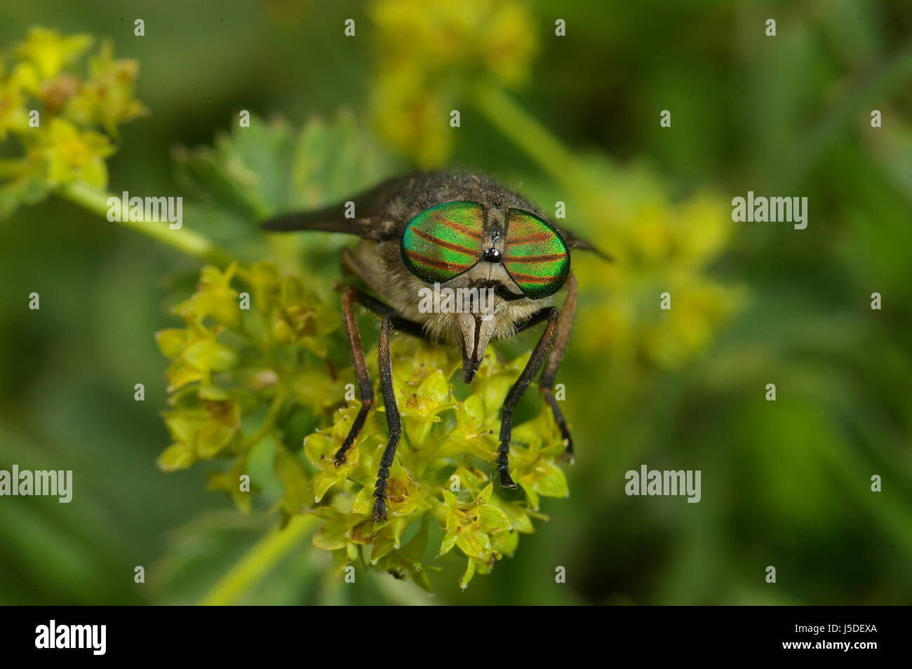 insect portrait eyes coloured fly brake blood-sucker monster head ...