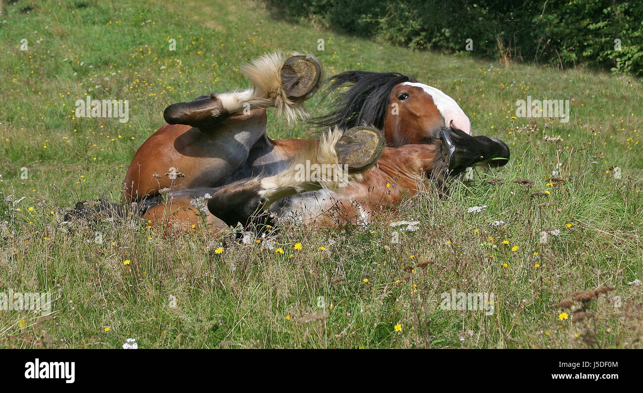 big large enormous extreme powerful imposing immense relevant horse ...