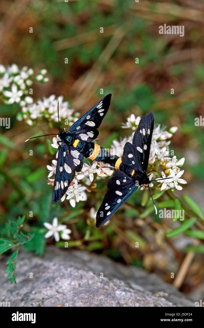 butterfly butterflies copula mating mate amata phegea synthomis phegea ...
