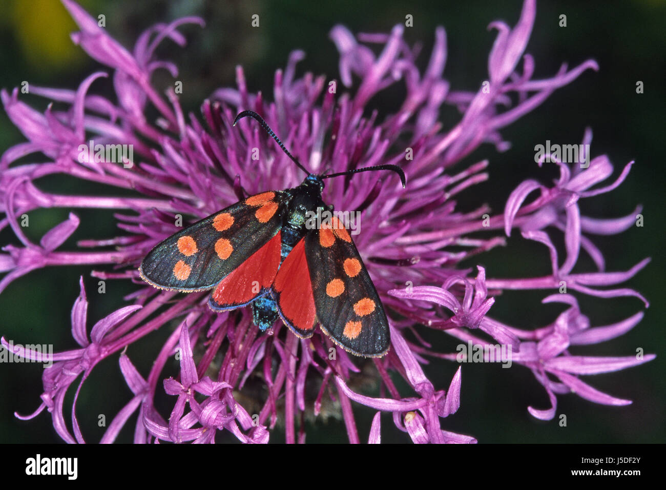 butterfly butterflies moths rot red zygaena transalpina flutal ...