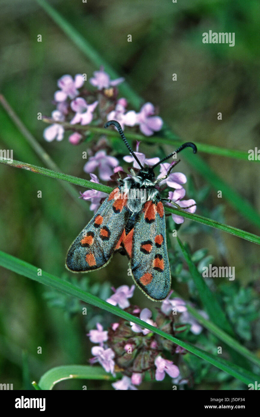 butterfly butterflies moths rot red zygaena rhadamanthus widderchen ...