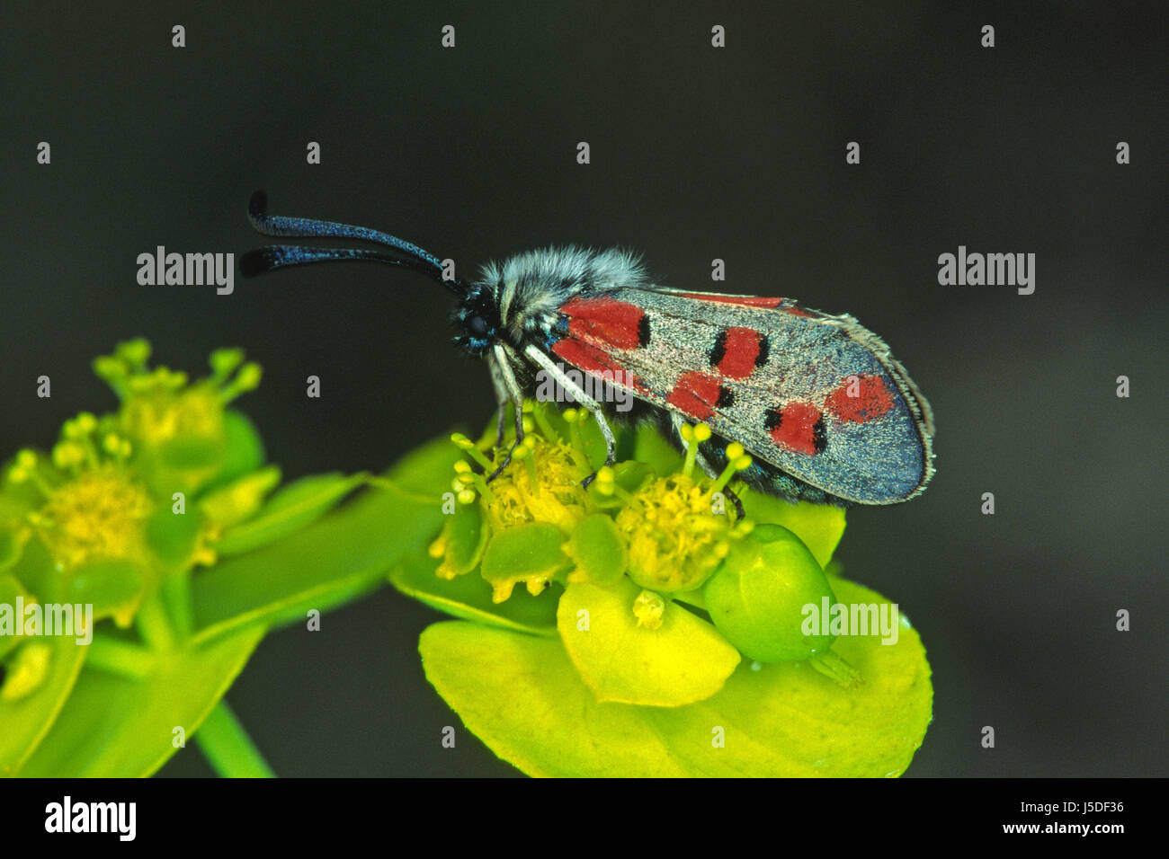 butterfly butterflies moths rot red zygaena rhadamanthus widderchen ...