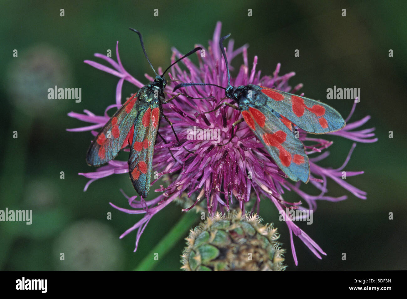 butterfly butterflies moths rot red zygaena filipendulae erdeichel ...