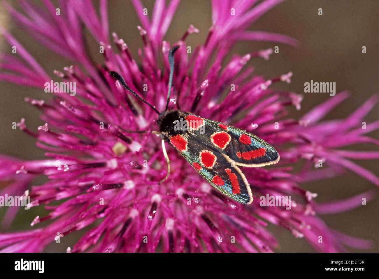 butterfly butterflies moths rot red zygaena carniolica esparetten ...
