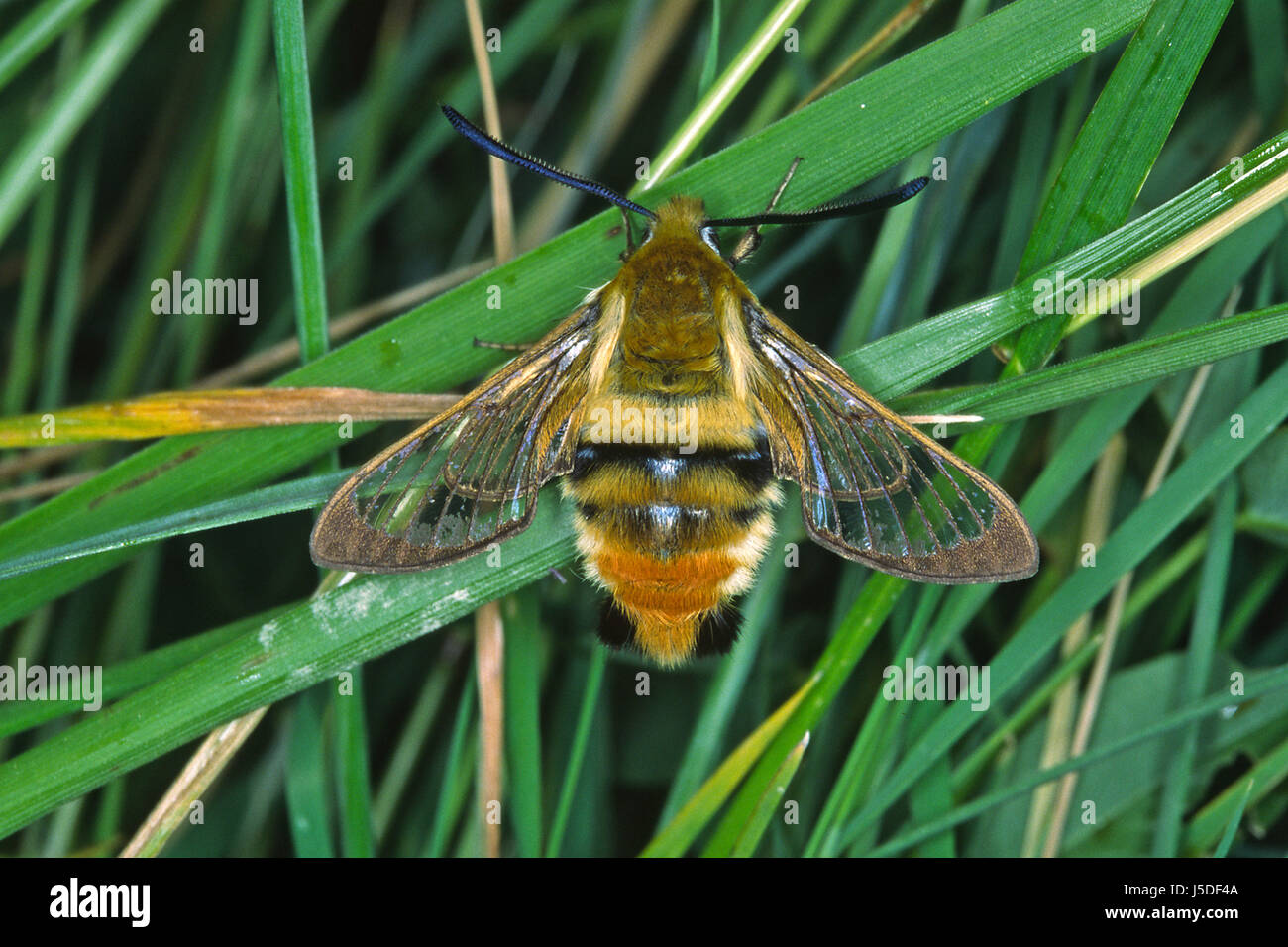 butterfly enthusiast butterflies dormant hemaris fuciformis ...