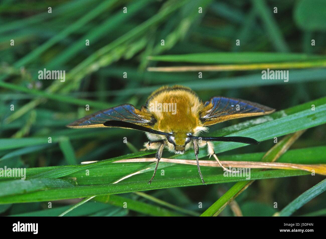 Dormant butterflies hi-res stock photography and images - Alamy