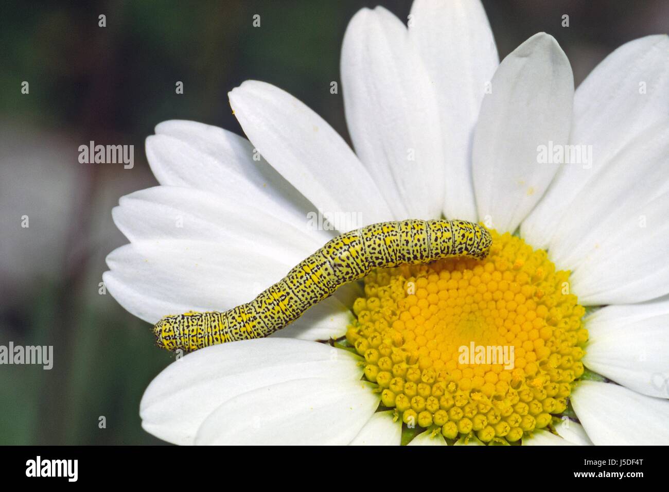butterfly marguerite camouflage butterflies caterpillar adaptation ...