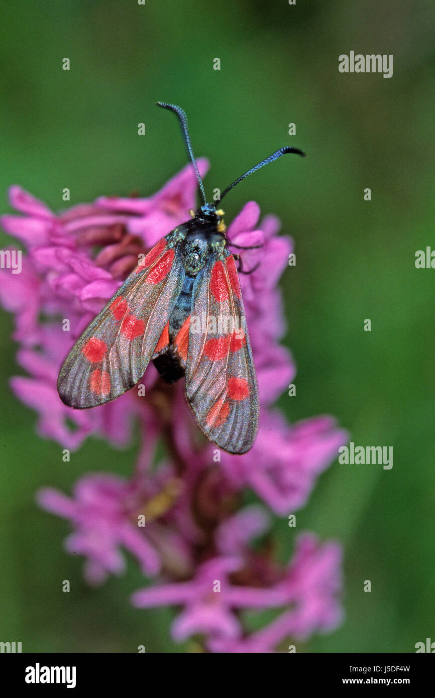 butterfly butterflies moths rot red zygaena filipendulae gemeines ...