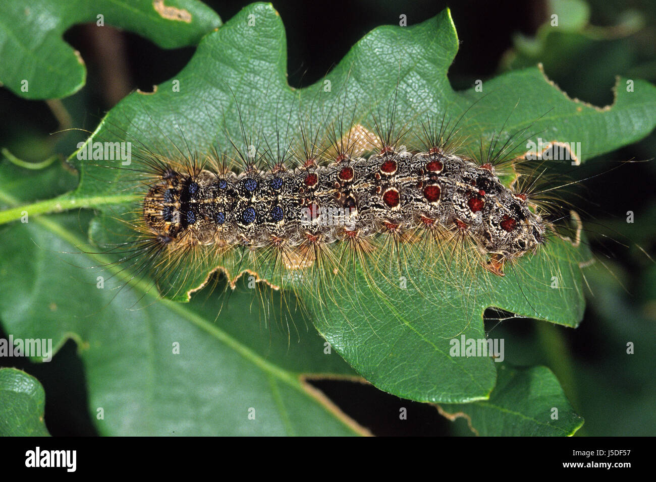 leaf butterfly oak caterpillar butterflies varmint lymantria dispar ...