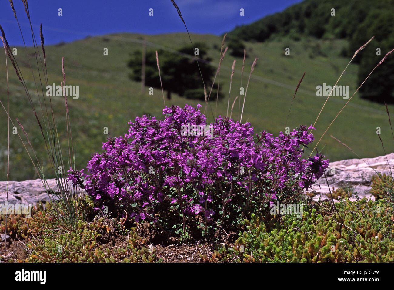 alpine flowers plants rot acinos alpinus calamintha alpina alpen ...