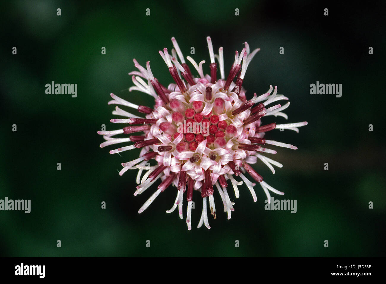 flower flowers plant alpine flowers ornamental plants red homogyne ...