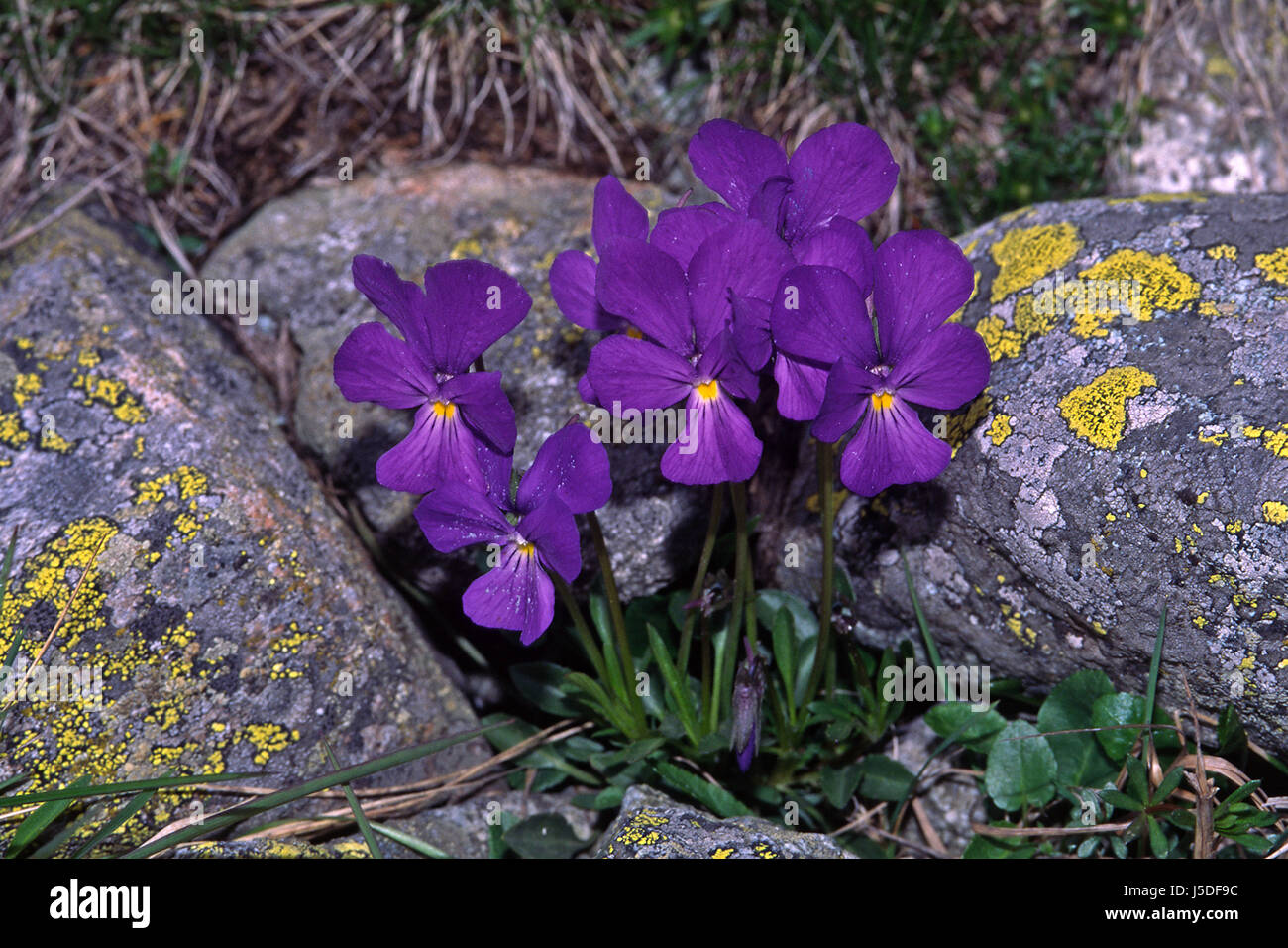 blue flower flowers plant alpine flowers rockery ornamental plants ...