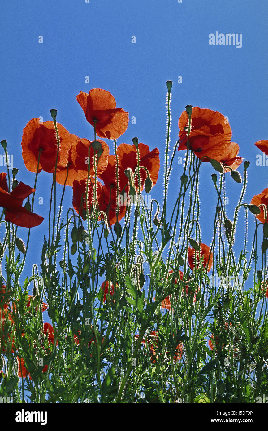 flower flowers plant counter-light meadows poppy poppies morales ...