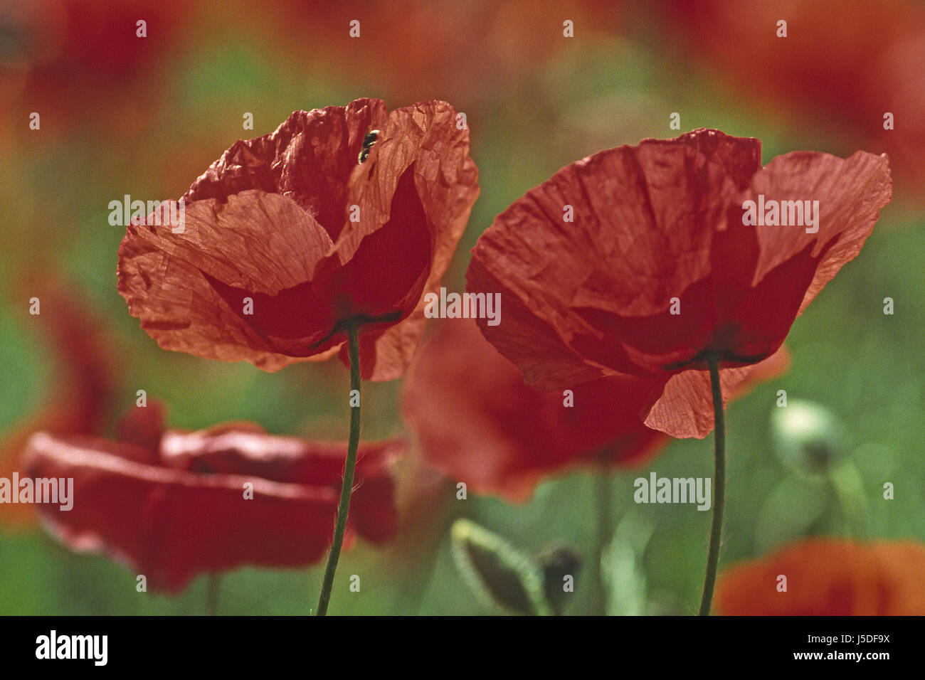 flower flowers plant counter-light poppy morales ornamental plants red ...