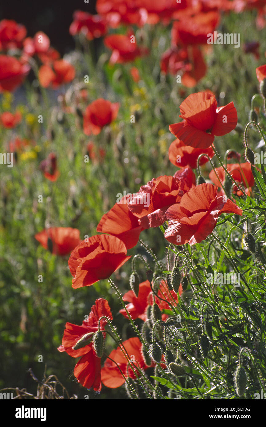 flower flowers plant counter-light meadows poppy poppies morales ...