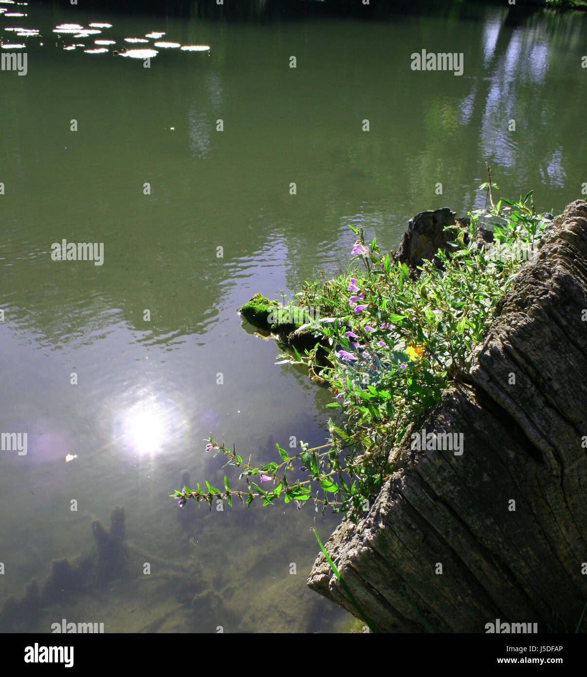 tree trees garden wood ground soil earth humus flower flowers plant ...