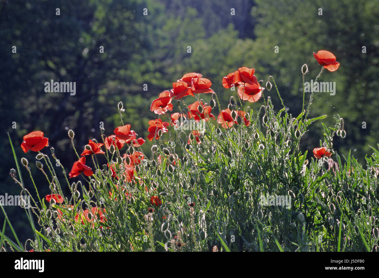 flower flowers plant counter-light poppy poppies morales ornamental ...