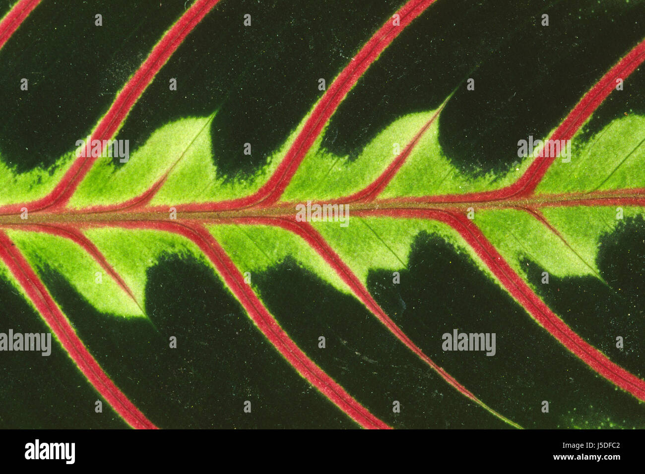 Marante hi-res stock photography and images - Alamy