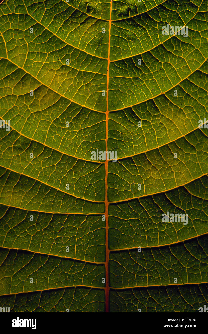 leaf detail green leaves flower flowers plant counter-light ornamental ...